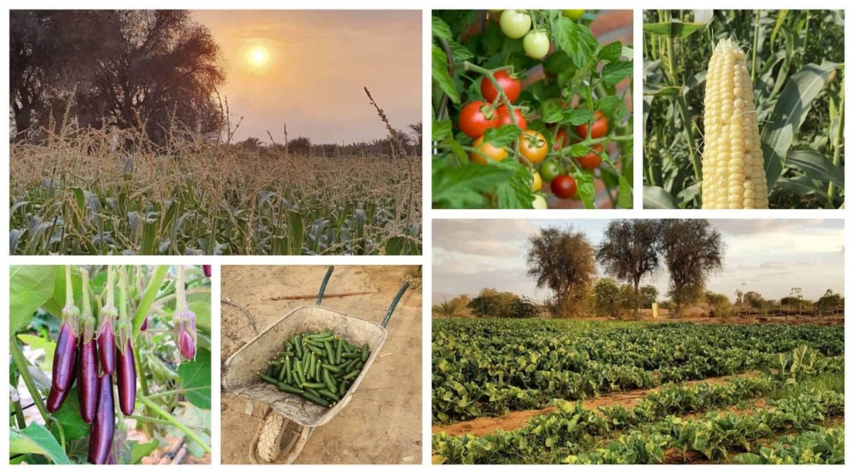 Visit the Natures Treasure Museum in Ras Al Khaimah - WOW-RAK